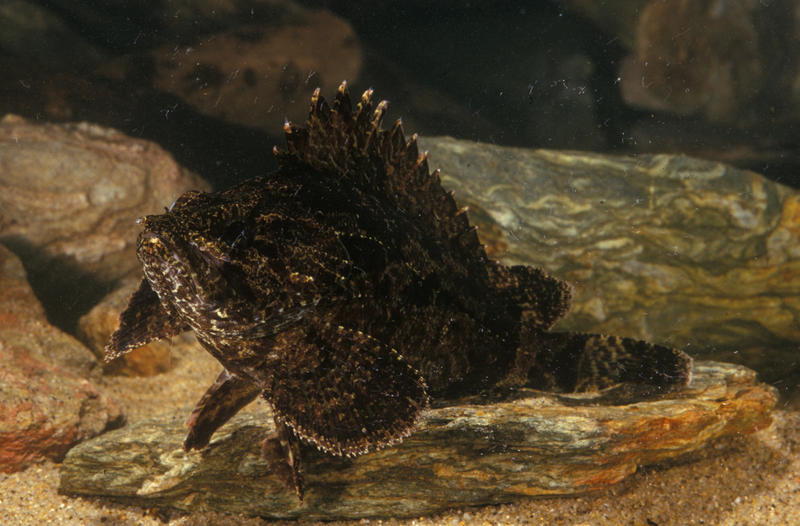 Bullrout - Queensland Museum