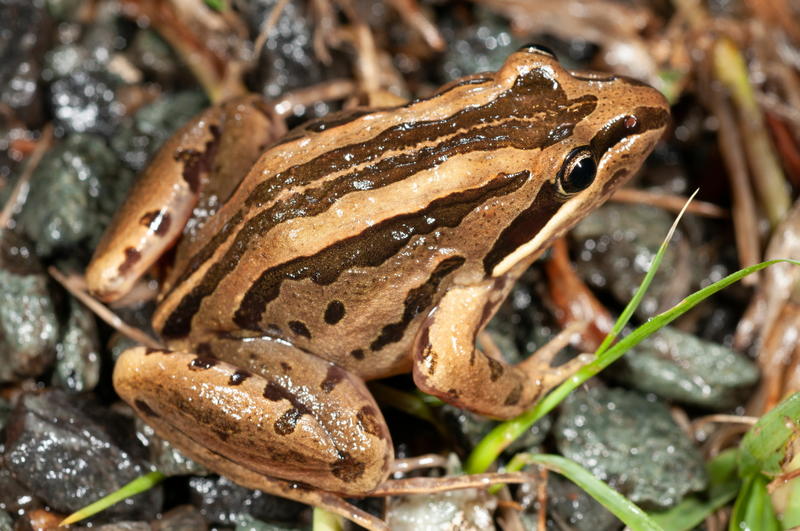 Striped Marshfrog - Queensland Museum