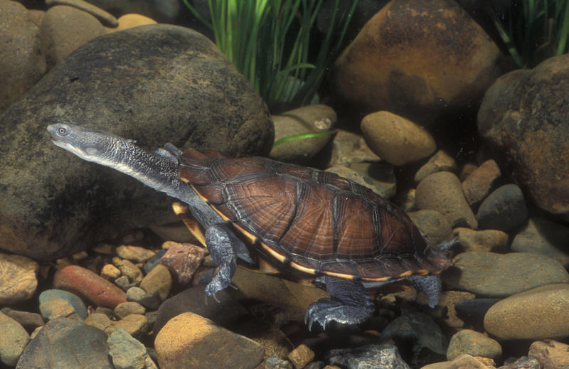 Freshwater turtles - Queensland Museum