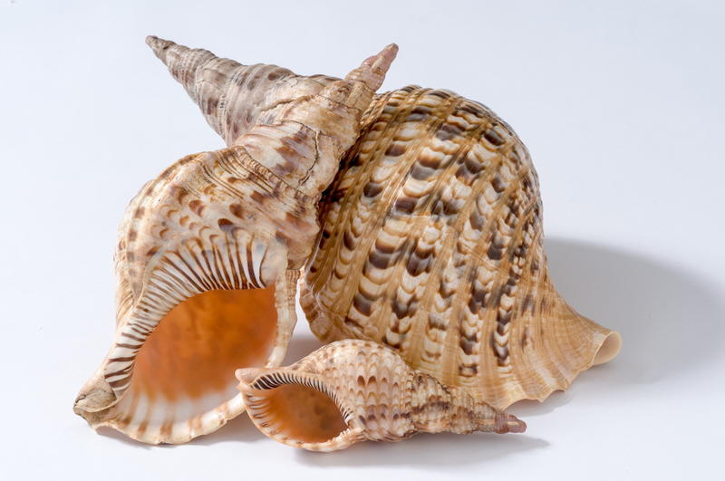 Giant Triton - Queensland Museum