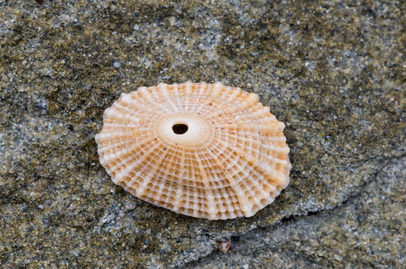 Jukes' Keyhole Limpet - Queensland Museum