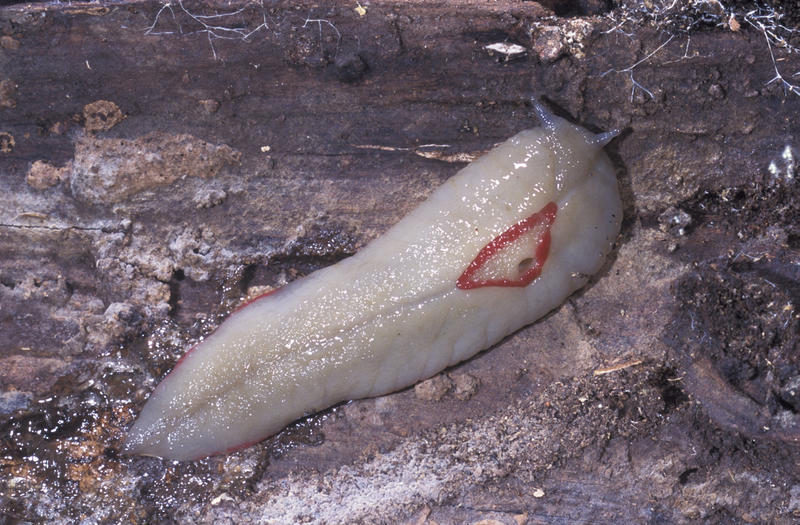Red-triangle Slug - Queensland Museum