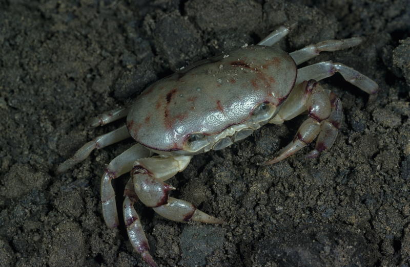 Inland Freshwater Crab - Queensland Museum