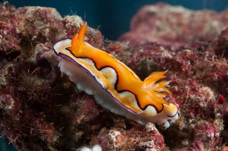Nudibranchs - Queensland Museum