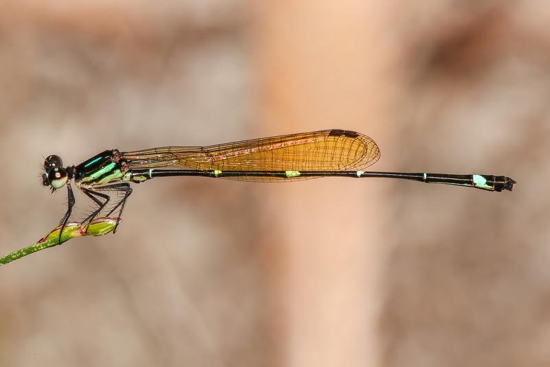 Fivespot Threadtail - Queensland Museum