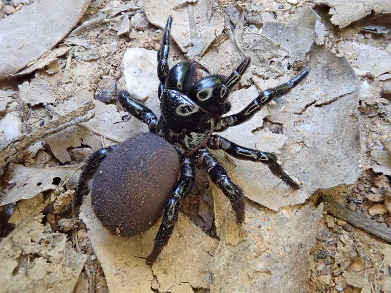 Mouse spiders - Queensland Museum