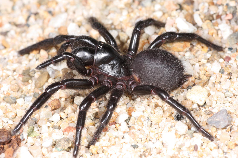 Funnel-web Spider - Queensland Museum