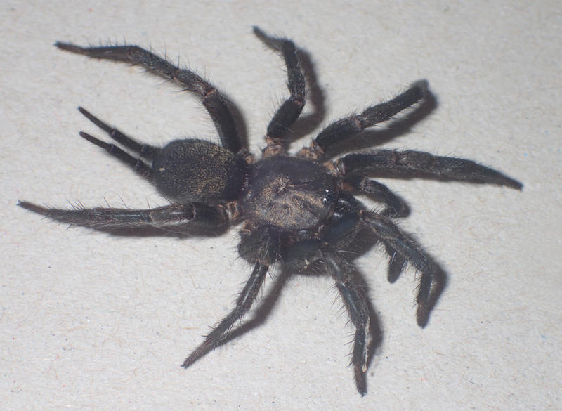 Curtain-web spiders - Queensland Museum