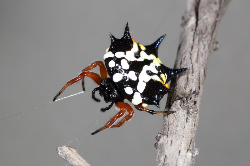 Typical orb-weaving spiders - Queensland Museum