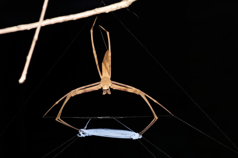 Net-casting spiders - Queensland Museum