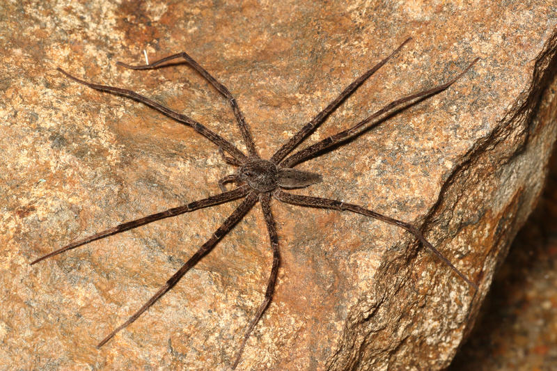 Giant Water Spider - Queensland Museum