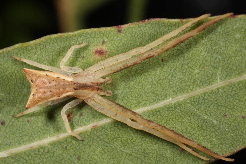 Trapezoid Crab Spiders - Queensland Museum