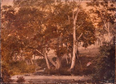 Highlights - Richard Daintree Photographic Collection - Queensland Museum