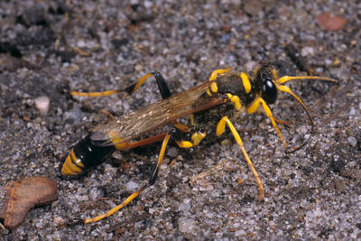 Mud Dauber Wasp - Queensland Museum