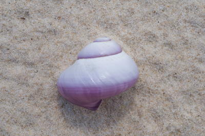 Marine snails - Queensland Museum
