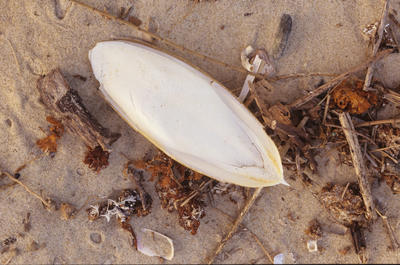 Cuttlebone - Queensland Museum