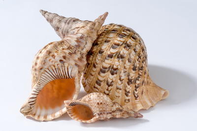 Giant Triton - Queensland Museum