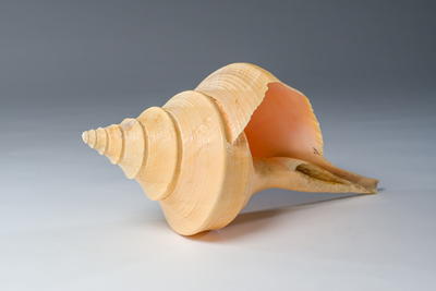 Marine snails - Queensland Museum