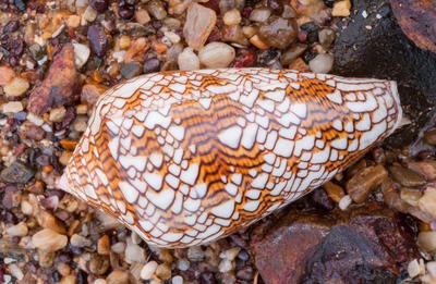 Textile Cone - Queensland Museum