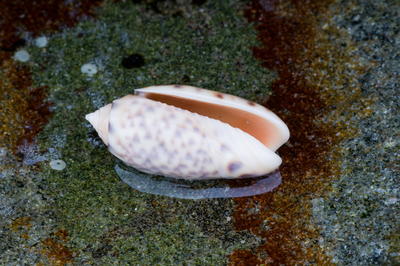 Marine snails - Queensland Museum