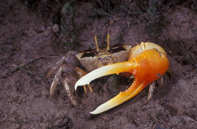 Crabs - Queensland Museum