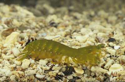 Orange-spot Smashing Mantis Shrimp - Queensland Museum