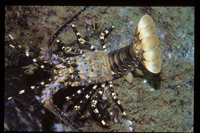 Ornate Spiny Lobster - Queensland Museum