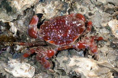 Crabs - Queensland Museum