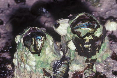 Barnacles - Queensland Museum
