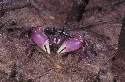Semaphore Crab - Queensland Museum