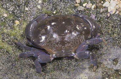 Crabs - Queensland Museum