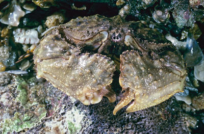 Crabs - Queensland Museum