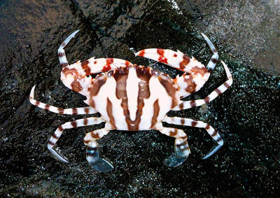 Crabs - Queensland Museum