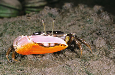 Crabs - Queensland Museum