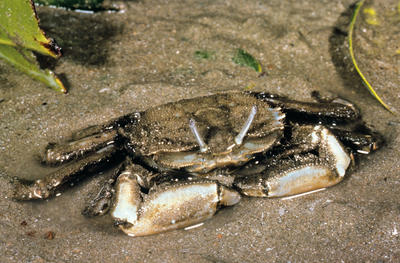 Crabs - Queensland Museum