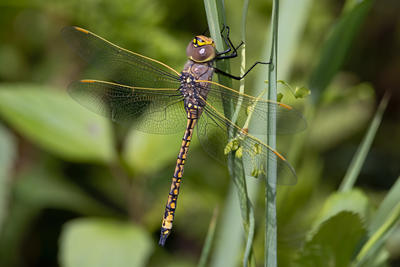 Australian Emperor - Queensland Museum