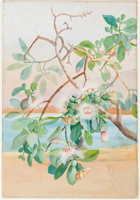 Highlights - Ellis Rowan Collection - Queensland Museum