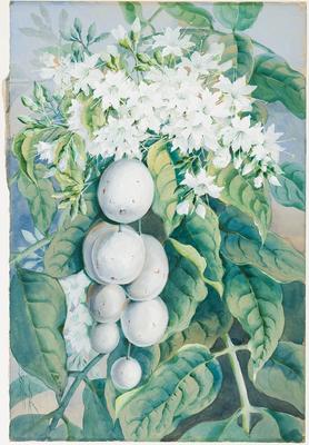 Highlights - Ellis Rowan Collection - Queensland Museum