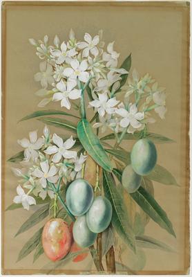 Highlights - Ellis Rowan Collection - Queensland Museum