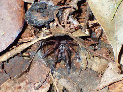 Mouse spiders - Queensland Museum