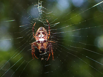 Eastern Bush Orb-weaving Spider - Queensland Museum