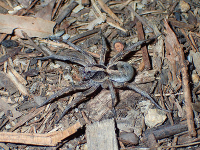 Small Striped Wolf Spiders - Queensland Museum