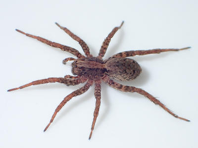 Wolf spiders - Queensland Museum