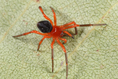 Red-and-black spiders - Queensland Museum