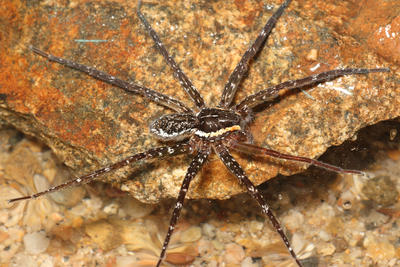 Water spiders - Queensland Museum