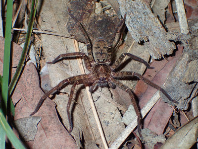 Huntsman spiders - Queensland Museum
