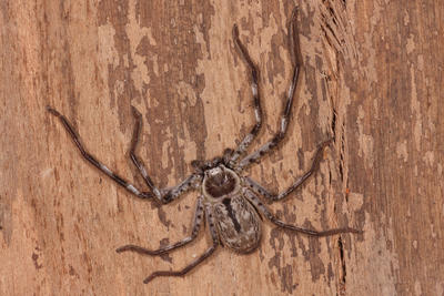 Huntsman spiders - Queensland Museum