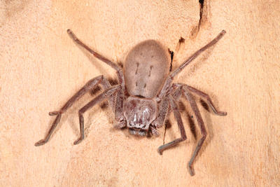 Huntsman spiders - Queensland Museum