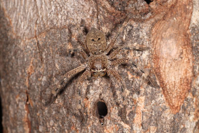 Huntsman spiders - Queensland Museum
