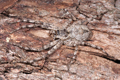 Huntsman spiders - Queensland Museum